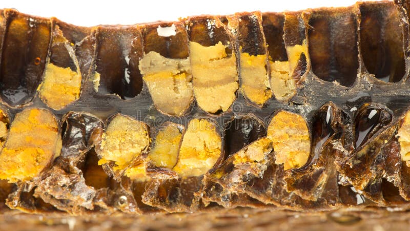 Pollen comb in use stock photo. Image of born, busy, background - 68279582