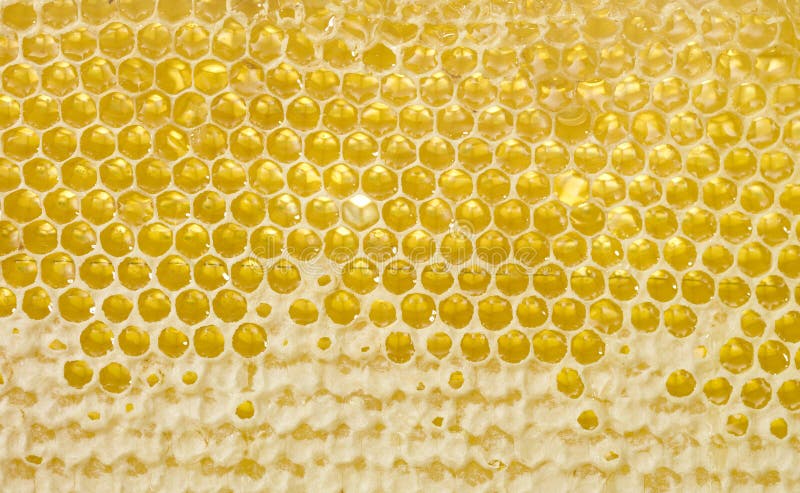 Honey Texture Stock Photos - Download 23,057 Royalty Free Photos
