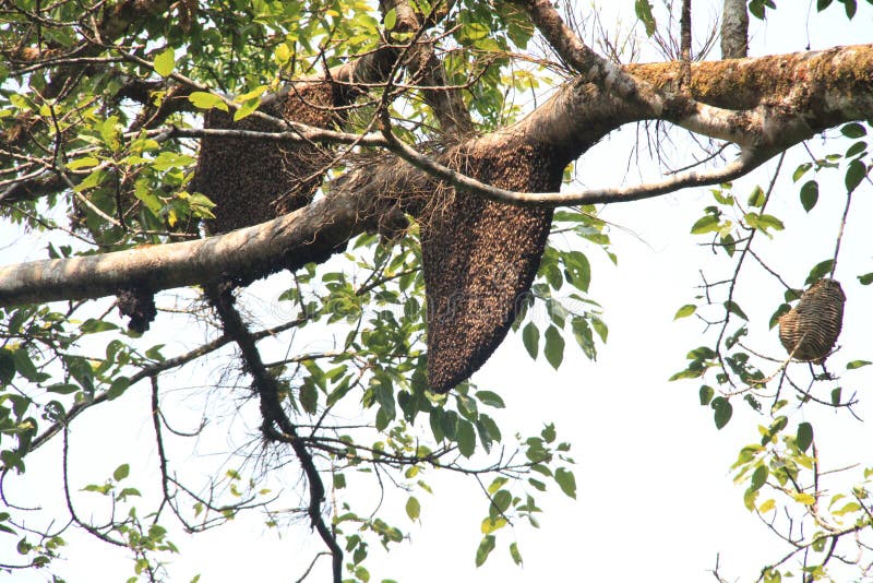 Honey comb. stock photo. Image of bees, closeup, gold - 41547618