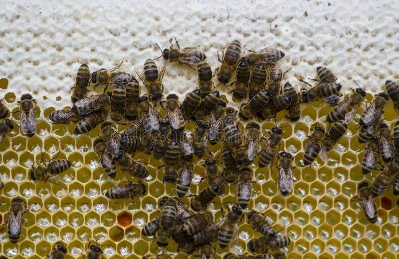 The Process of Converting Nectar To Honey Stock Image - Image of bees ...
