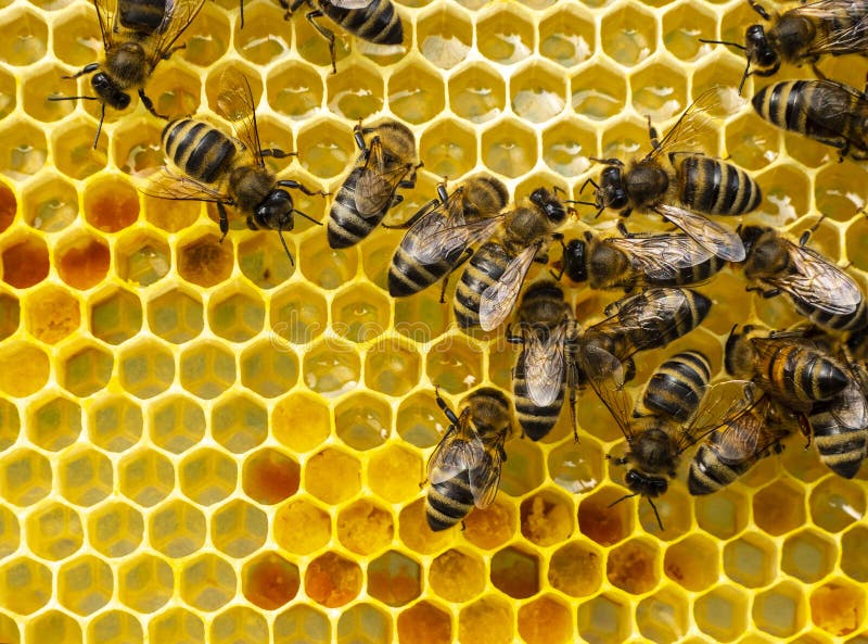 Honey Combs with Nectar, Pollen, Honey and Bees Stock Photo - Image of ...