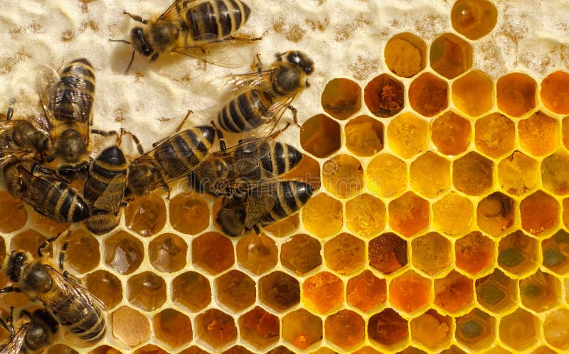 Honey Combs with Nectar, Pollen, Honey and Bees Stock Photo - Image of ...