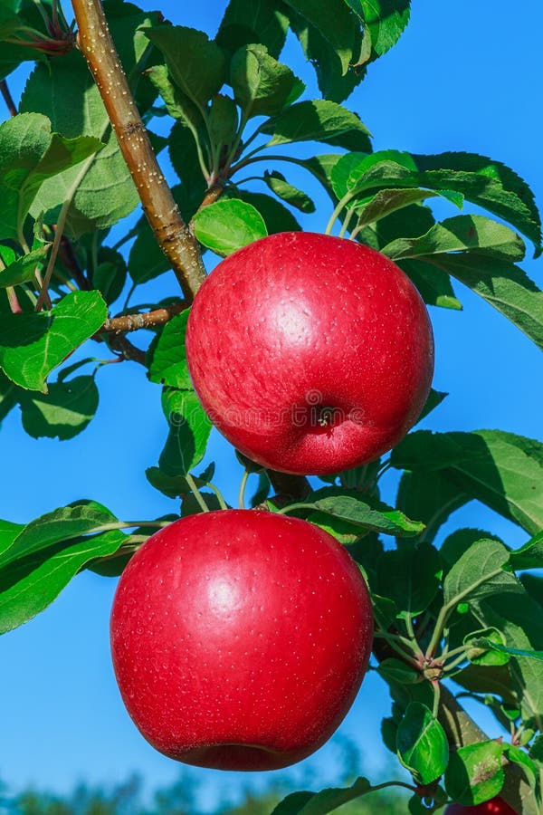 118 Honey Crisp Apple Tree Sapling Stock Photos - Free & Royalty-Free ...