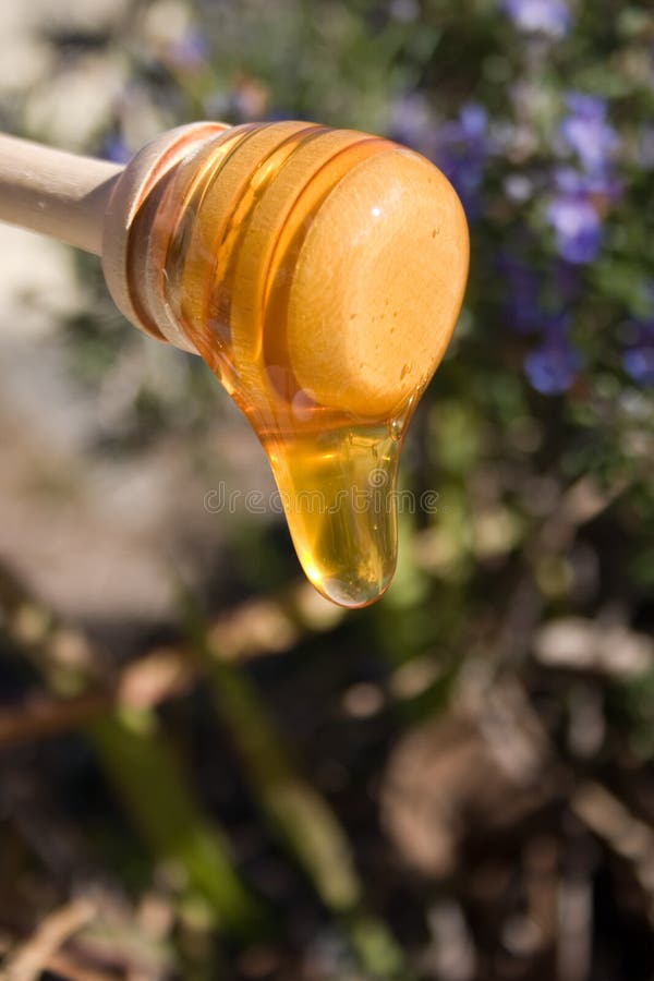 Honey Drizzle 1 stock image. Image of baking, beehive - 2950083