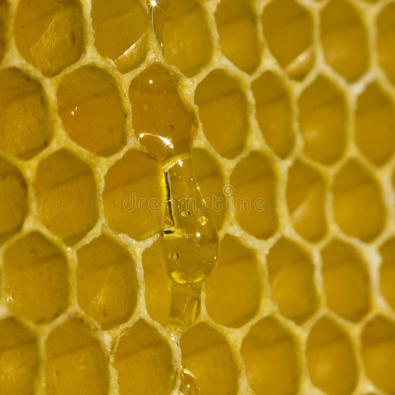 Honey drops stock photo. Image of wallpaper, viscosity - 75622926