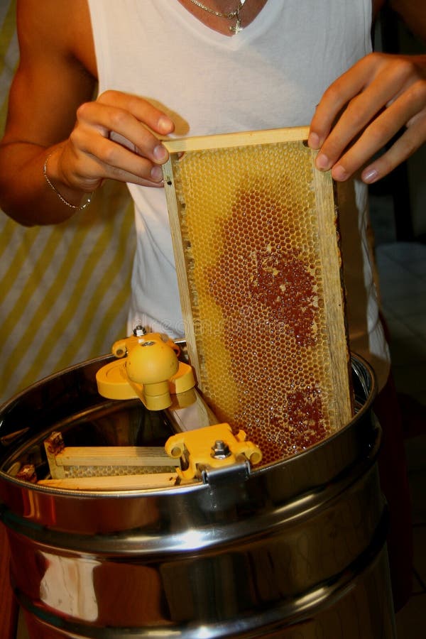 Honey extraction stock photo. Image of bees, flowers - 98913748