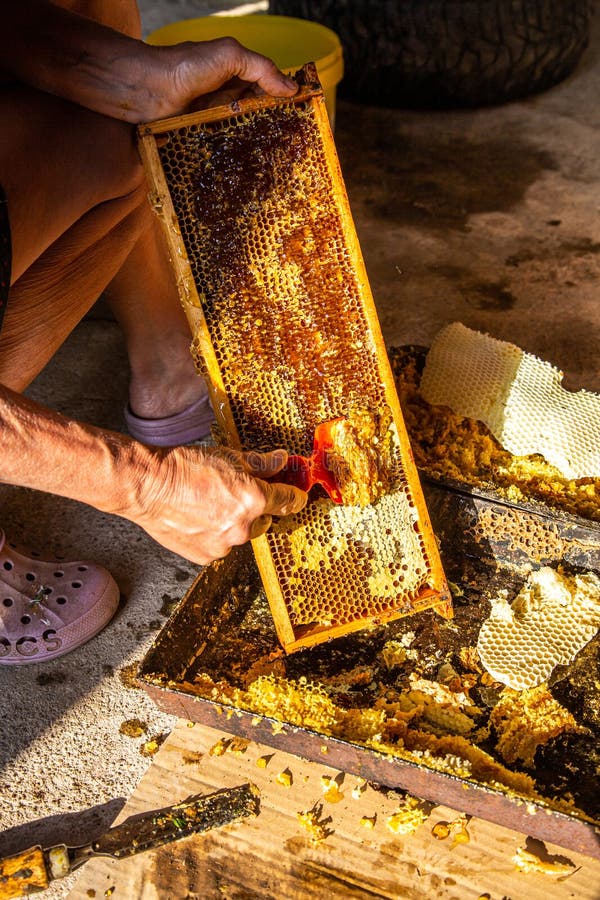 Honey Extraction Process with a Honeycomb Frame in a Rustic Setting ...