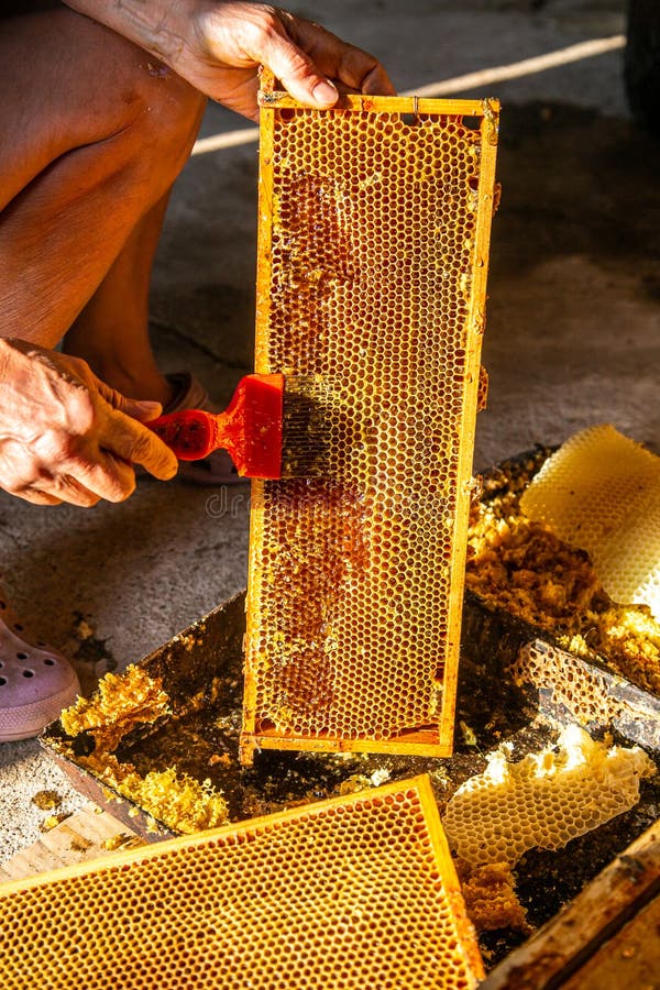Honey Extraction Process with a Honeycomb Frame in a Rustic Setting ...