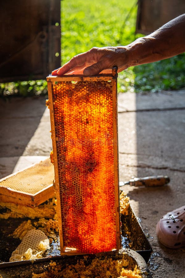 Honey Extraction Process with a Honeycomb Frame in a Rustic Setting ...