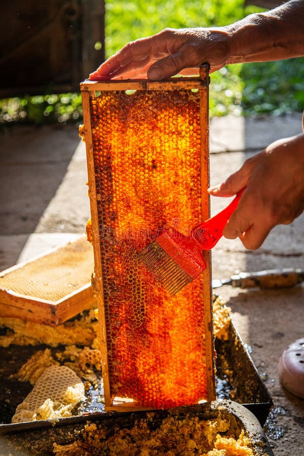 Honey Extraction Process with a Honeycomb Frame in a Rustic Setting ...