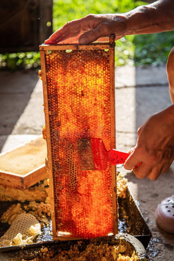 Honey Extraction Process with a Honeycomb Frame in a Rustic Setting ...