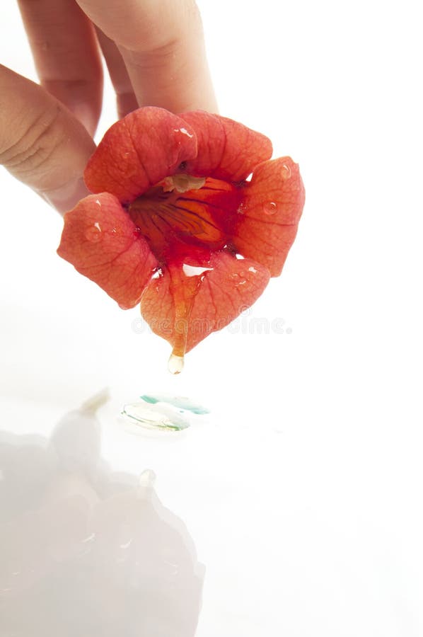 Honey flower stock photo. Image of holding, detail, mediterranean ...