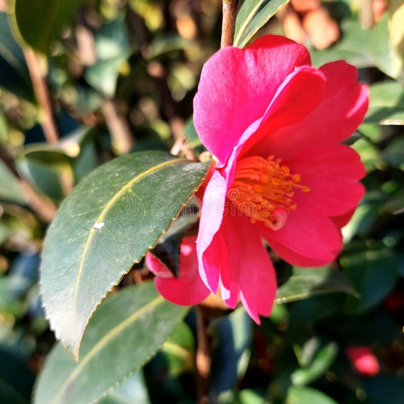 Honey Flower of Camellia Flowering Branch of Rhododendron Stock Image ...
