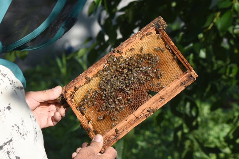 Honey Frame with Bees in the Hands of a Beekeeper. the Beekeeper ...