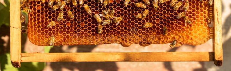 Honey Frame, with Sealed and Sealed Honey. Texture Stock Photo - Image ...