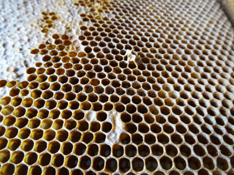 The Honey in the Frame is Collected by Bees Stock Image - Image of ...