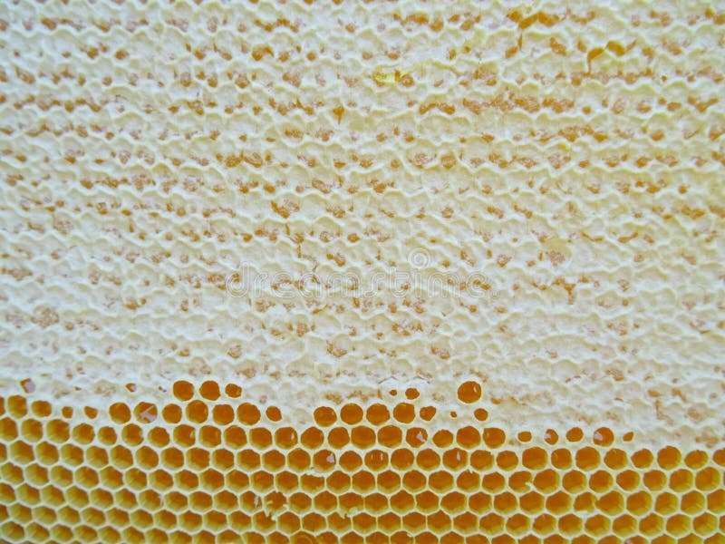 The Honey in the Frame is Collected by Bees Stock Photo - Image of ...