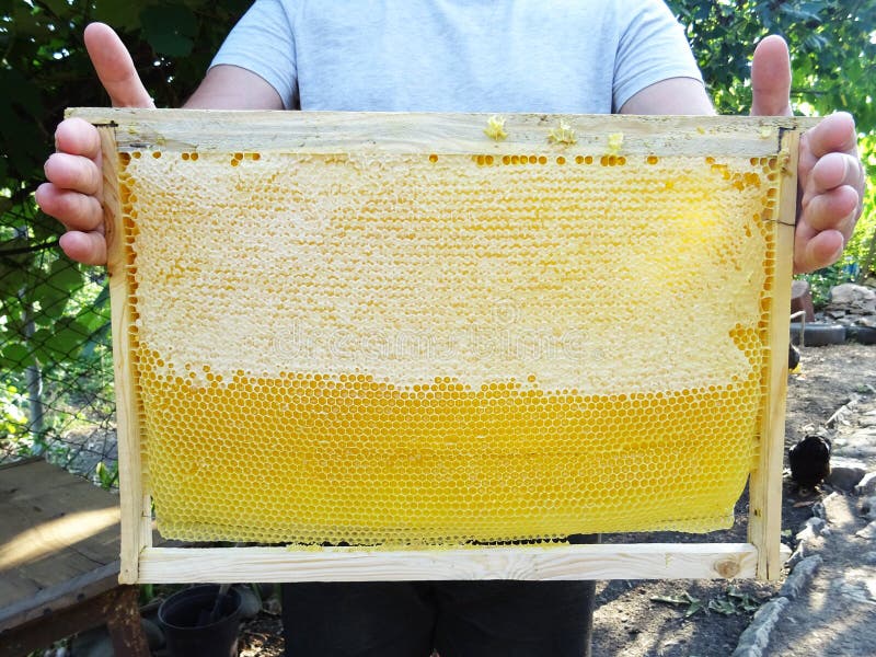 The Honey in the Frame is Collected by Bees Stock Photo - Image of comb ...
