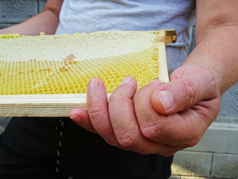 The Honey in the Frame is Collected by Bees Stock Image - Image of ...