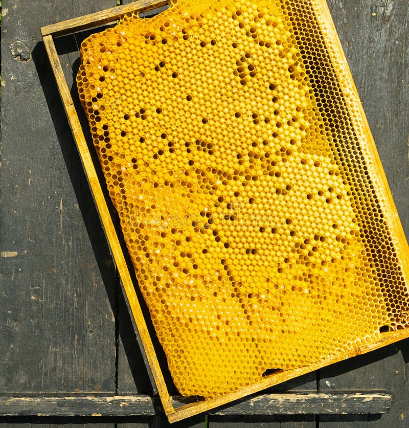Honey Frame with Honey and Bee Larvae Close-up. Beekeeping and Apiary ...