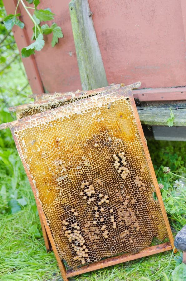 Honey Bee on the Frame of Honeycombs. Beekeeper Holds in the Hands the ...