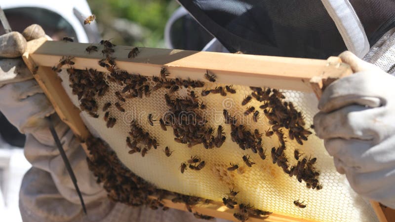 Honey Frame with Lot of Bees and Honey. Stock Photo - Image of apiary ...