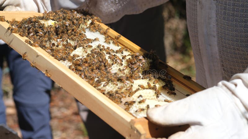 Honey Frame with Lot of Bees and Honey. Stock Image - Image of ...