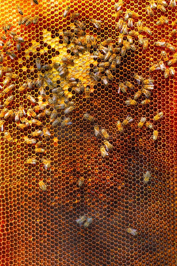 Honey Frame, with Sealed and Sealed Honey. Texture Stock Photo - Image ...