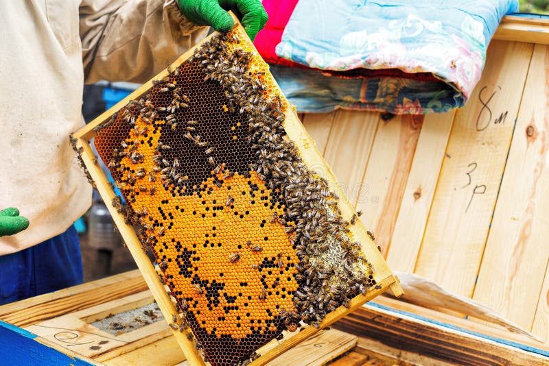 Honey in Frame. Texture Design Stock Photo - Image of beeswax ...