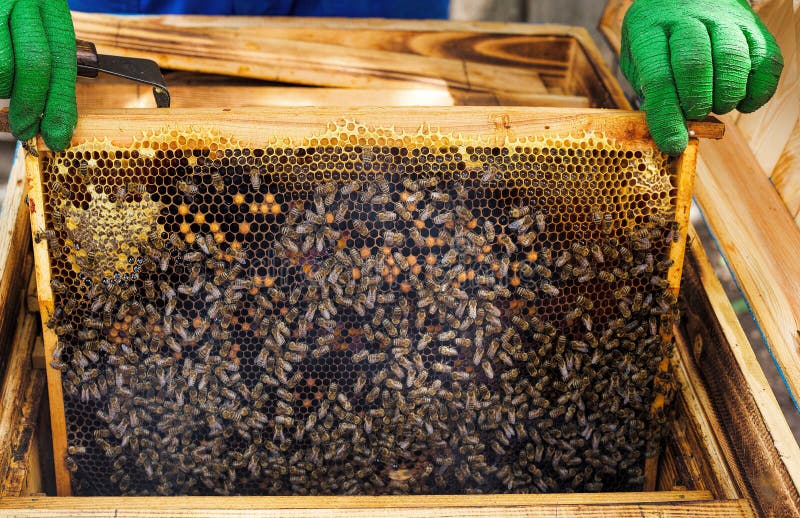 Honey in Frame. Texture Design Stock Photo - Image of organic, insect ...