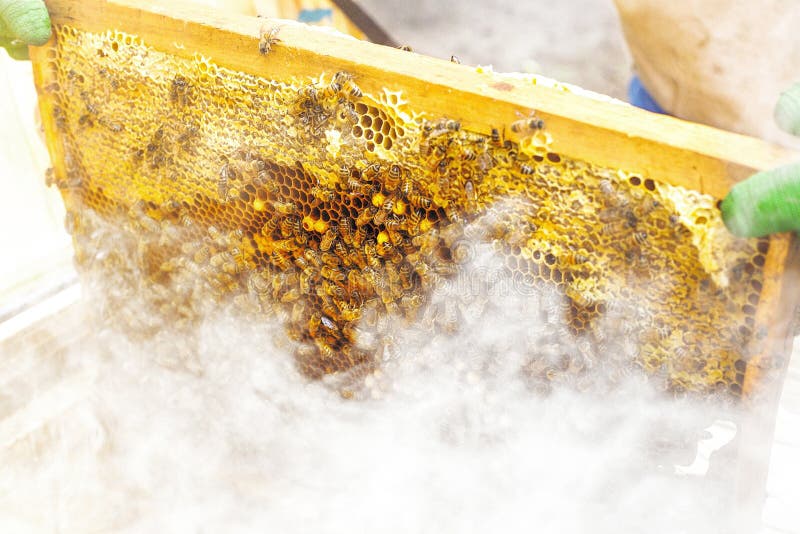 Honey in Frame. Texture Design Stock Photo - Image of hobby, apiculture ...