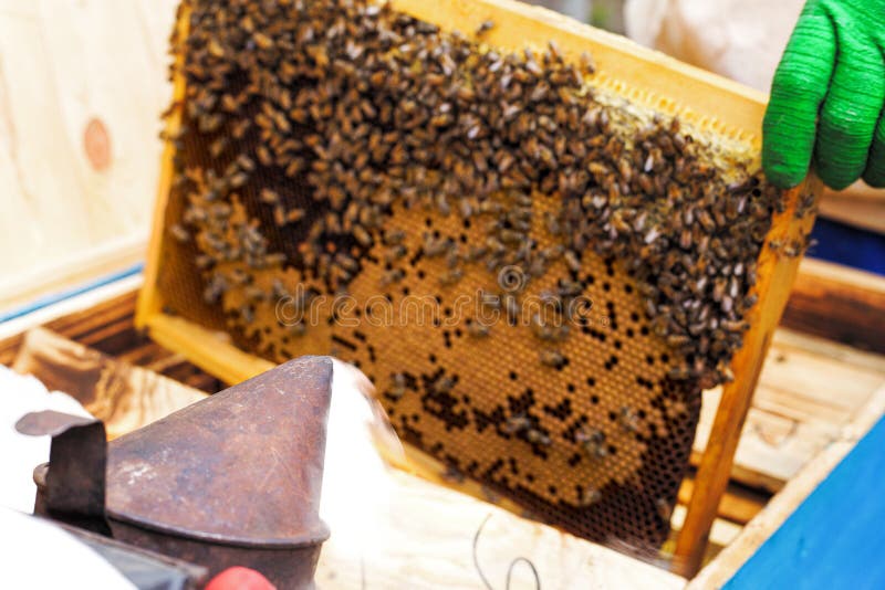 Honey in Frame. Texture Design Stock Image - Image of farmer, keeper ...
