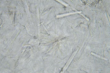 Honey with Large Rectangular Sugar Crystals Under Microscope Stock ...