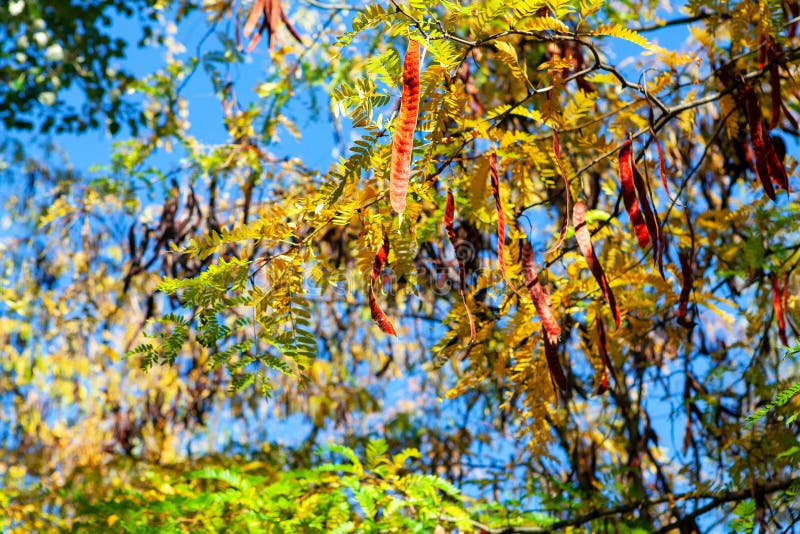 Honey Locust branches stock photo. Image of color, deciduous - 223367498