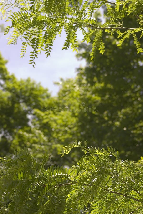 Honey Locust Limbs stock photo. Image of fern, honey, woodland - 3306368