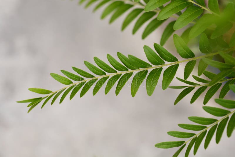 Honey locust Sunburst stock photo. Image of botany, triacanthos - 207035342