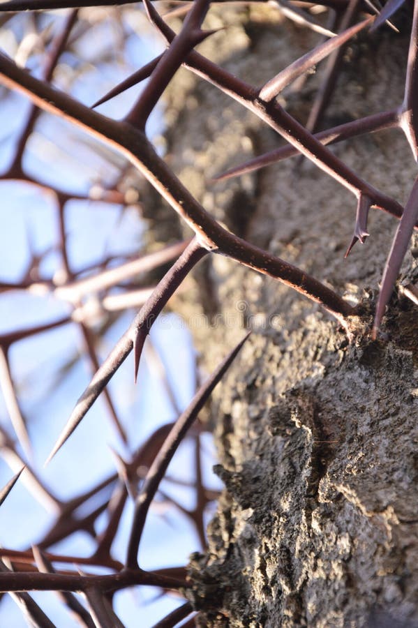Honey Locust Tree in the Fall from a Low Angle View. Stock Photo ...