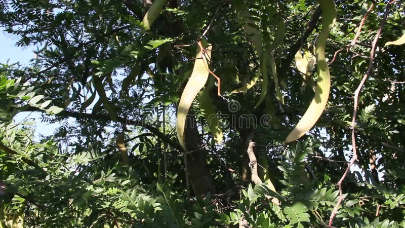 Honey Locust tree stock footage. Video of sunny, gleditsia - 132512158