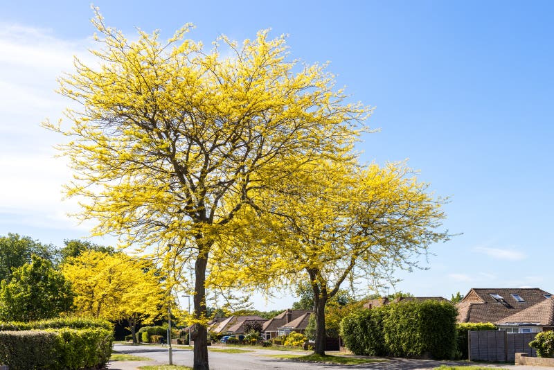 Honey Locust Tree Yellow Leaves in Springtime Stock Photo - Image of ...