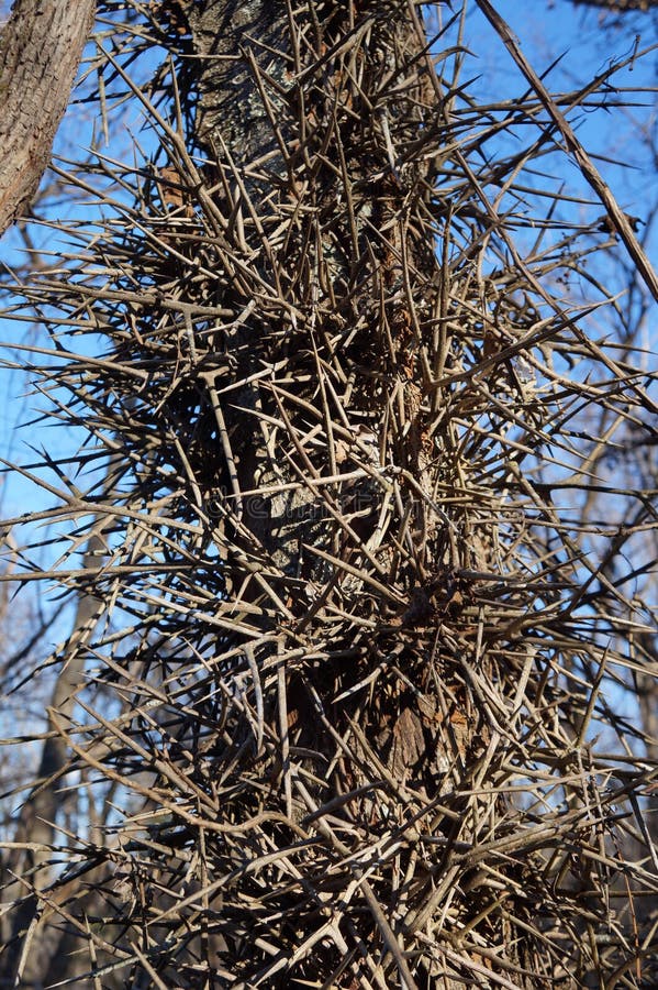 Honey Locust Tree stock photo. Image of creeps, honey - 62972814