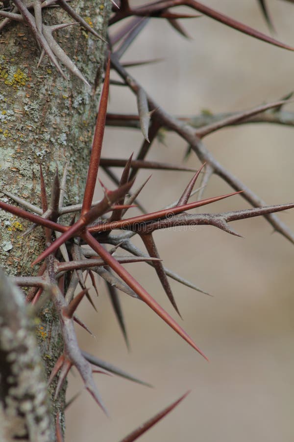 Honey Locust Tree Thorns stock image. Image of twig, flora - 37497795
