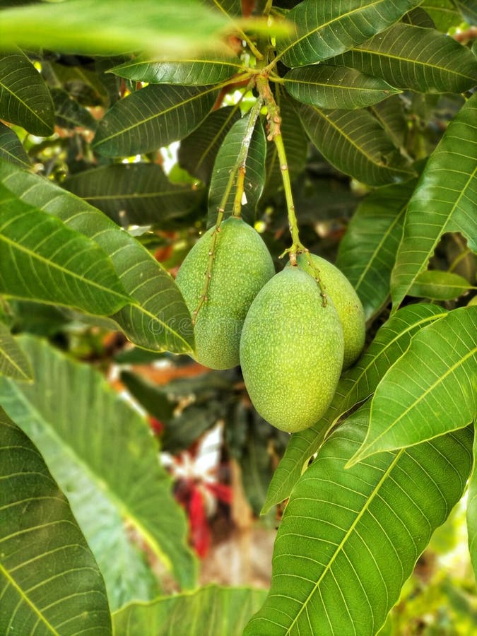 Honey Mango Buds and Leaves House Stock Photo - Image of honey, house ...