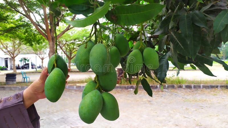 Honey Mangoes that are Still Green are Not yet Ripe Stock Photo - Image ...