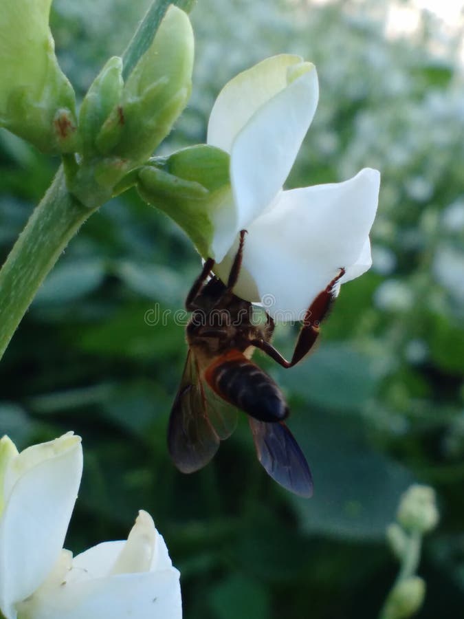Honey stock photo. Image of inset, natural, naturals - 135112856