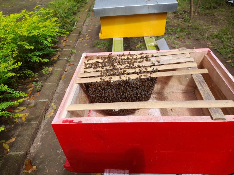 Honey-producing Bee Hive. Honey Farm in the Yard. Bee Cage Stock Image ...