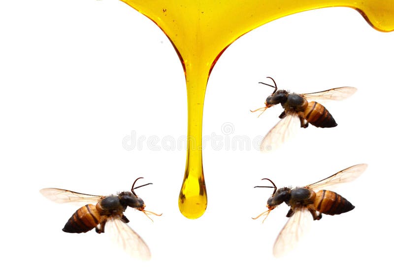 Honey. Shape, structure. stock photo. Image of meal - 181132184