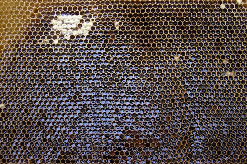 Honey texture stock photo. Image of agriculture, background - 1222326