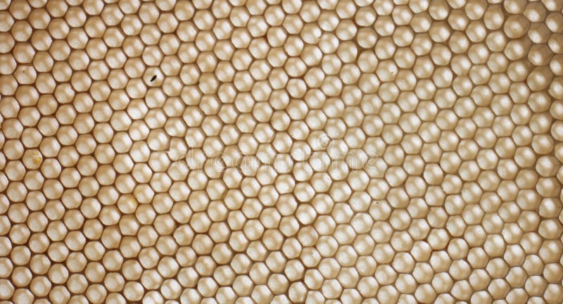 Honey Texture Picture. Image: 5241744