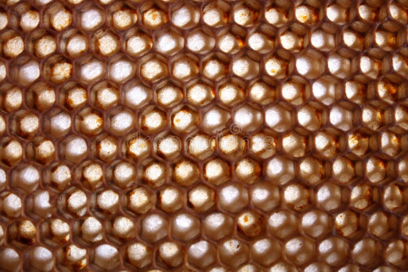 Honey Texture Picture. Image: 6162841