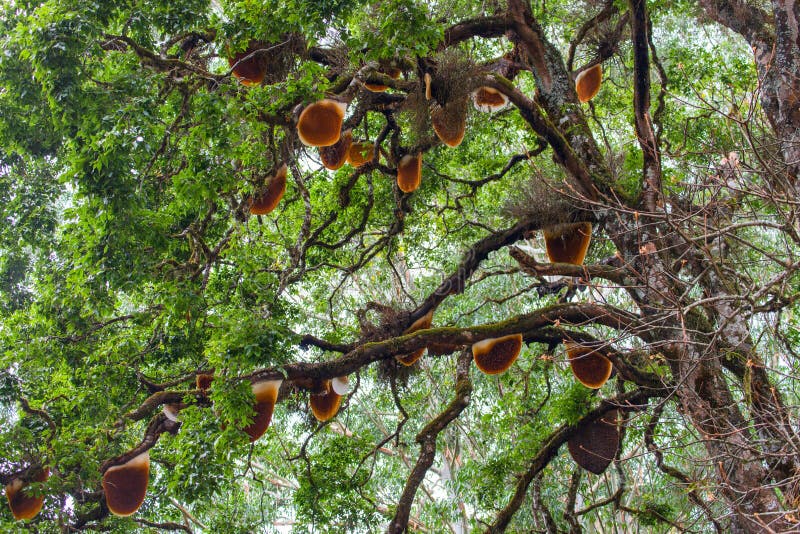 Honey tree stock image. Image of group, nest, crowded - 31054805